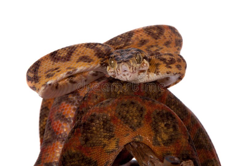 Red Amazon Tree Boa Isolated On White Stock Image - Image of isolated ...