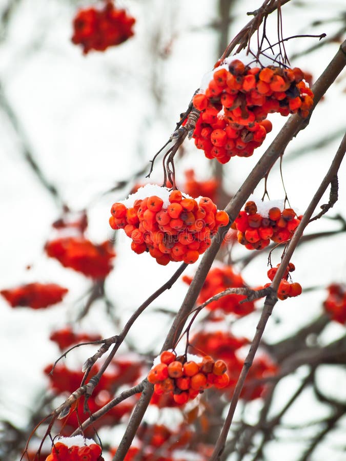 Red American Mountain Ash (rowan) Berries. Stock Photo - Image of rowan ...