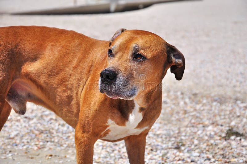Red American Pit Bull Terrier Stock Image - Image of vacation, beach ...