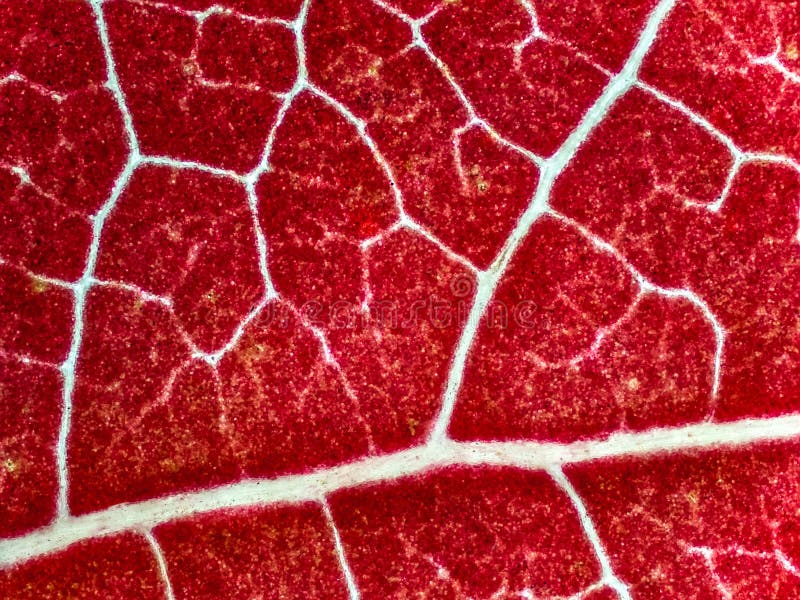 American Sweetgum Leaf in Autumn Under the Microscope - Fall Leaf Under ...