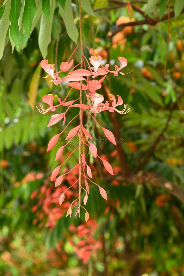 Amherstia Stock Photos - Free & Royalty-Free Stock Photos from Dreamstime