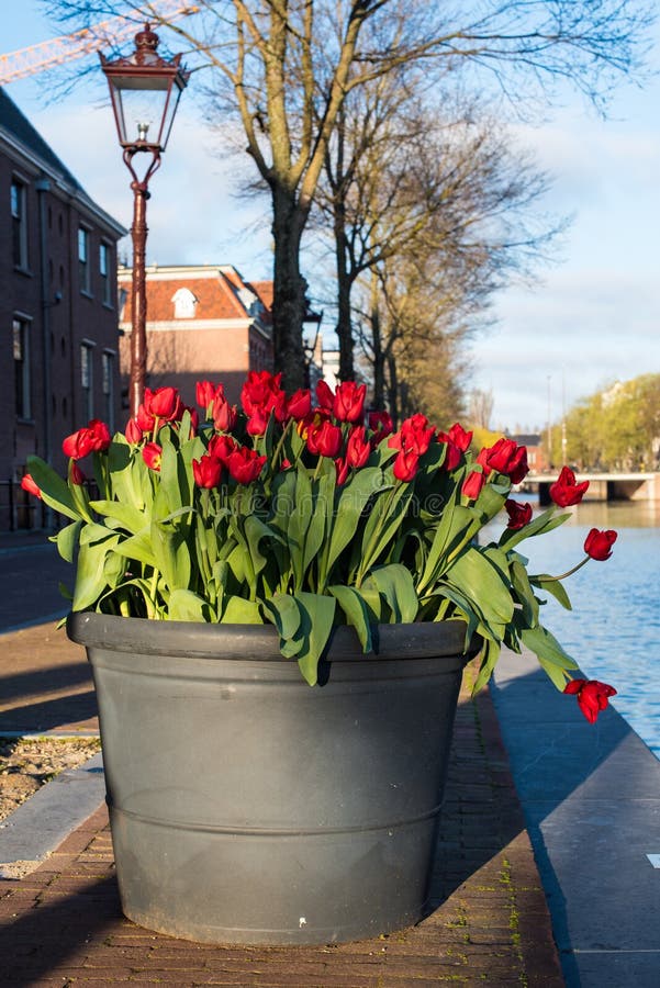 Red Amsterdam Tulips in April Stock Image - Image of canal, april ...