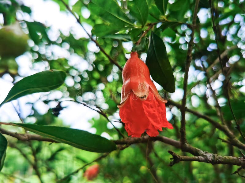 Red Anar (dalim) Flower in the Tree Stock Photo - Image of flower ...
