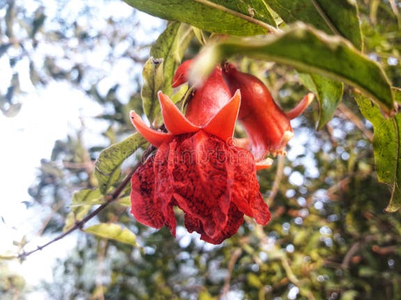 Red Anar (dalim) Flower in the Tree Stock Image - Image of dalim ...