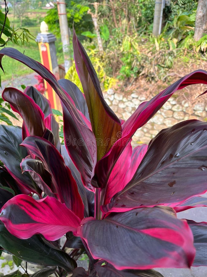 Red Andong Plant, Has Very Attractive Leaf Color Stock Photo - Image of ...