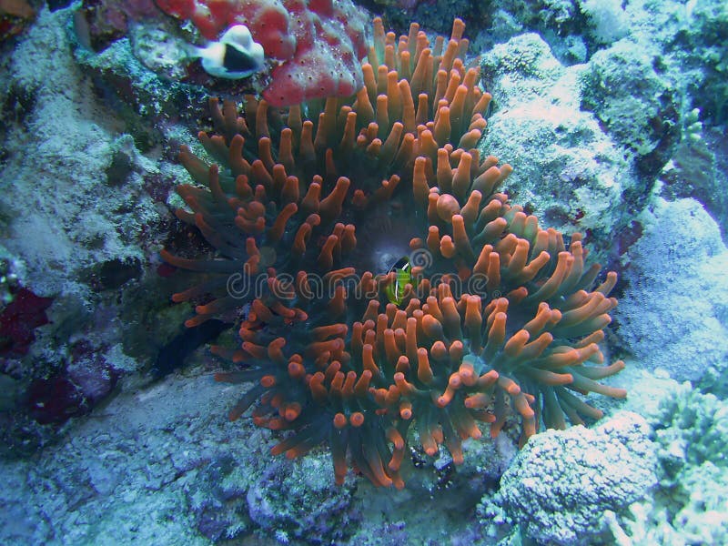 Red anemone stock photo. Image of snorkeling, marine - 10634912