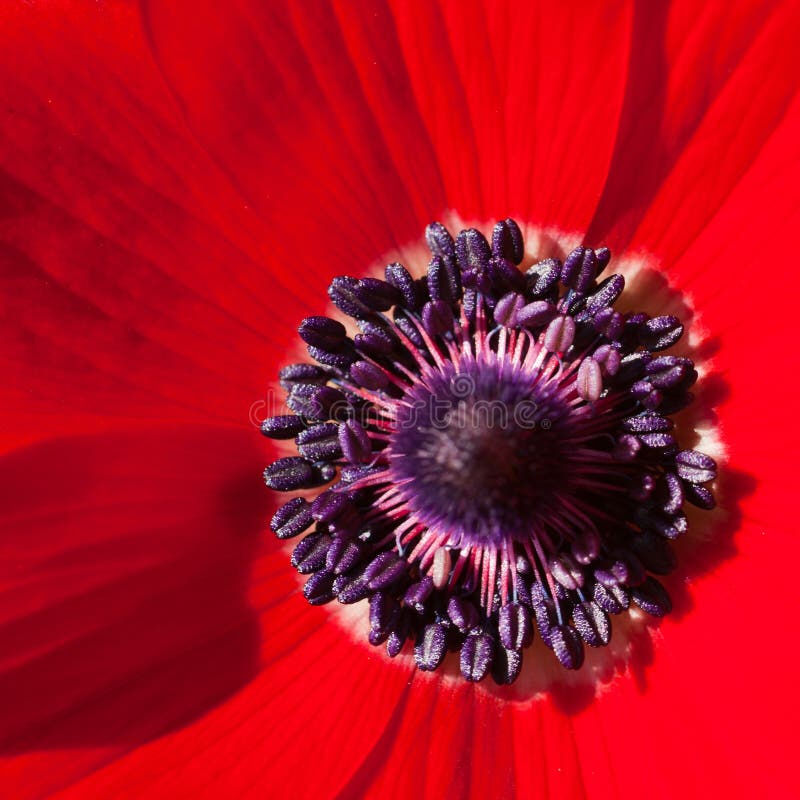 Red anemone stock image. Image of plant, flora, beauty - 14644121
