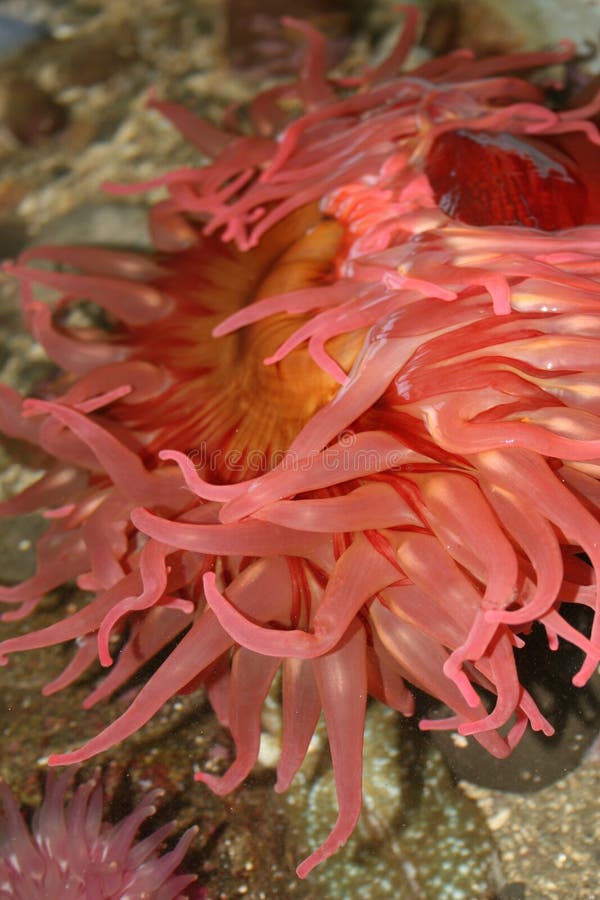 Red sea anemone stock image. Image of ocean, marine, islands - 30875007