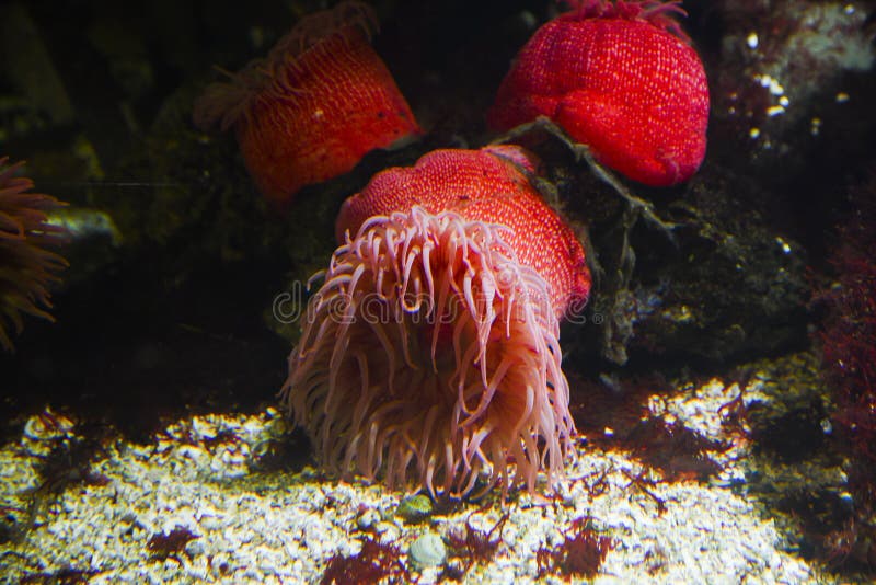 Red Anemone in the Aquarium, Underwater Life in the Zoo Stock Image ...