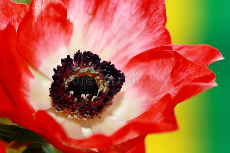 Red anemone flower stock image. Image of colorful, lively - 37675915