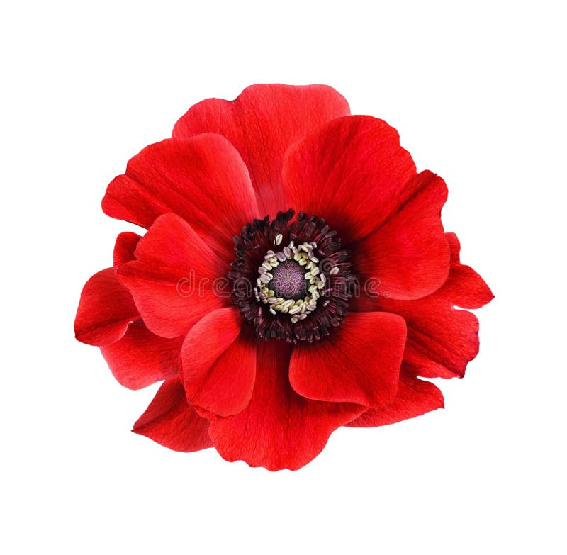 Red anemone flower stock image. Image of flower, flat - 184052639