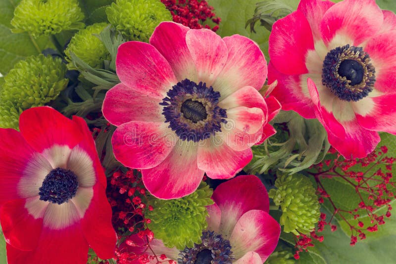 Red Anemone Flowers Close Up Stock Image - Image of buttercup, natural ...