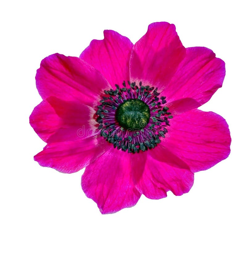 Red anemone isolated stock image. Image of floral, macro - 214098309