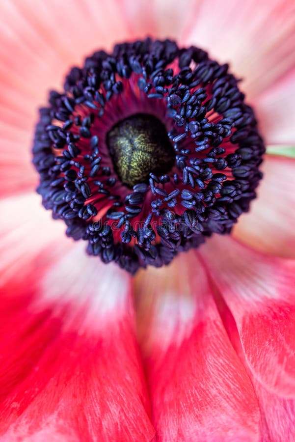 Red Anemone stock photo. Image of petals, pistils, petal - 59276946