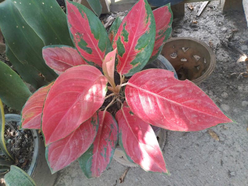 The Red Anemone Tree is Auspicious.the Leaves are Red in Color, Very ...