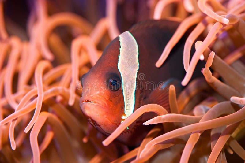 A red anemonefish stock photo. Image of color, caribbean - 10726054