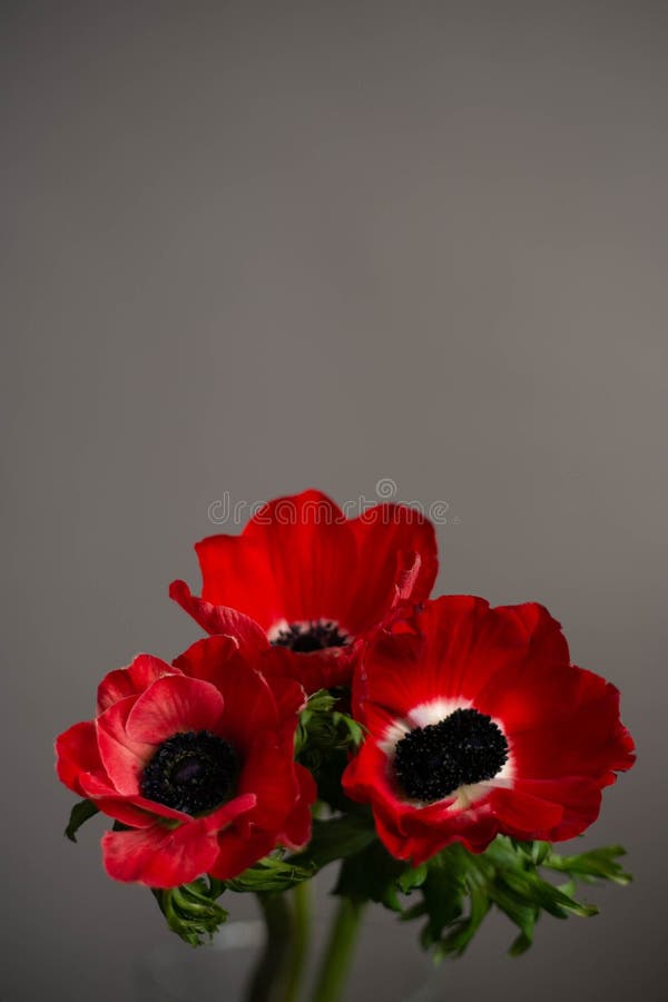 Red anemones stock image. Image of eustoma, blue, coral - 326590193