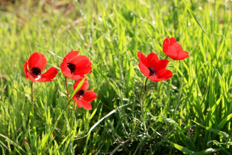 Red anemones, Israel stock image. Image of bloom, tourism - 86038519