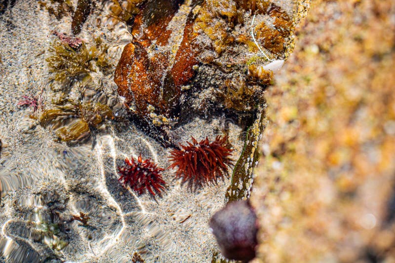 Red Anemones Stuck To Rock Underwater on Irish Beach Stock Photo ...