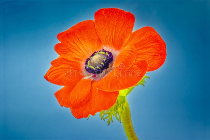 Red Anenome Flower Against Blue Background Stock Image - Image of ...