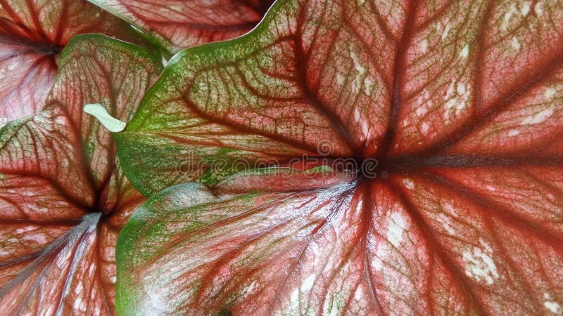 Red Angel Wing Leaves on White Background Stock Photo - Image of wing ...