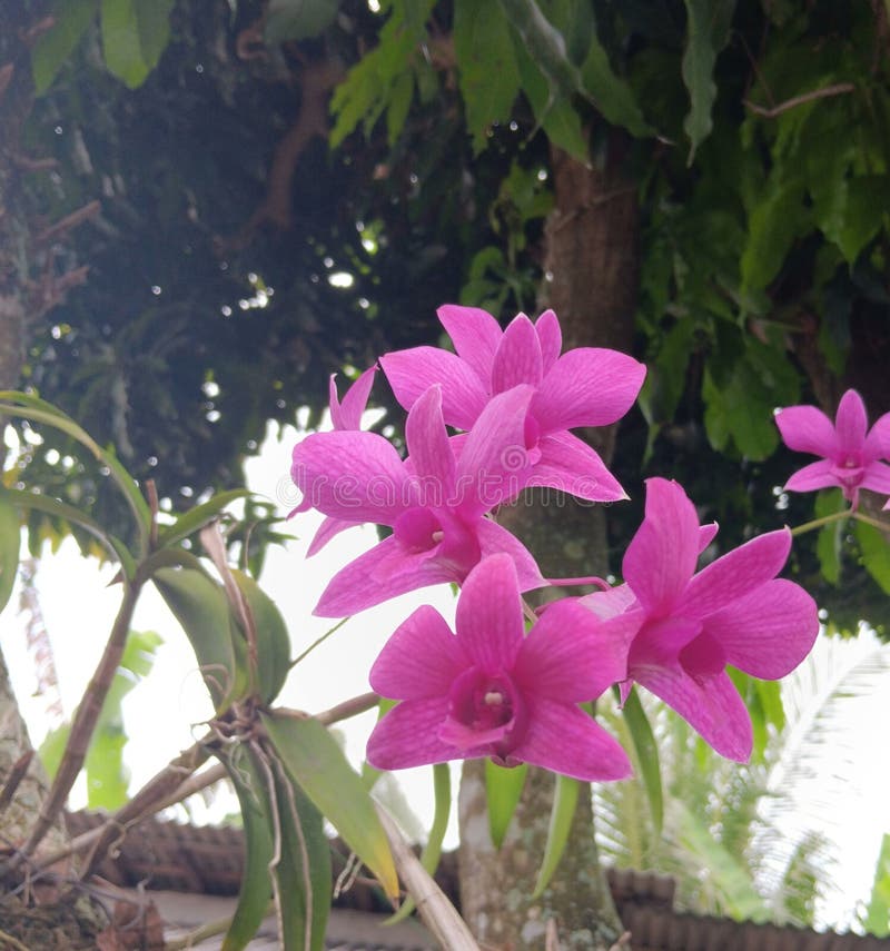 Red Anggrek Flowers from Indonesia Stock Image - Image of flowers ...