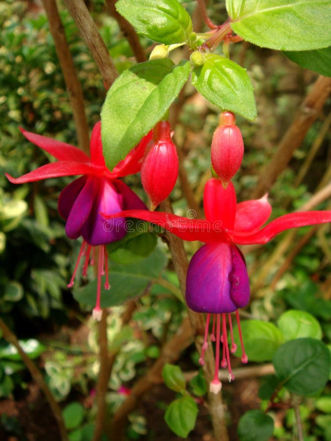 Red Angle stock photo. Image of wheel, wings, ferris - 42503626