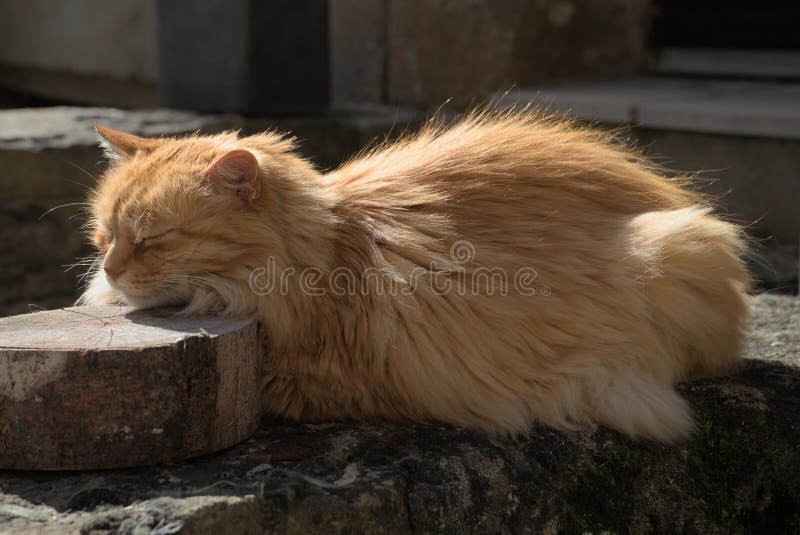 Red angora cat in the sun stock image. Image of animal - 235354429