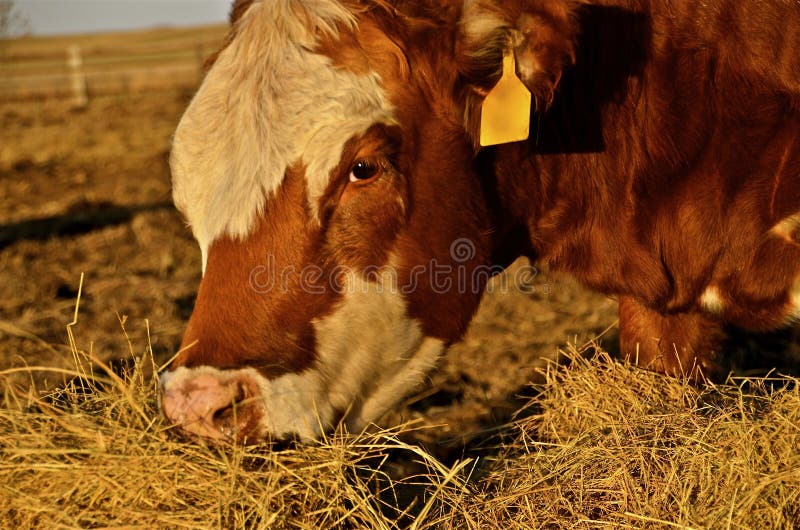 Red Angus beef cow stock image. Image of cowboy, ranching - 67723177