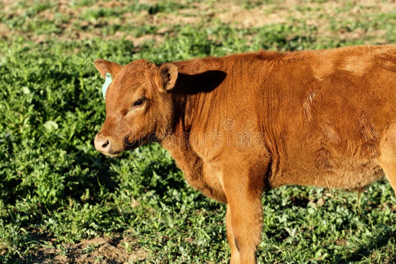 A Red Angus Calf in a Pasture. Stock Photo - Image of herb, farmland ...