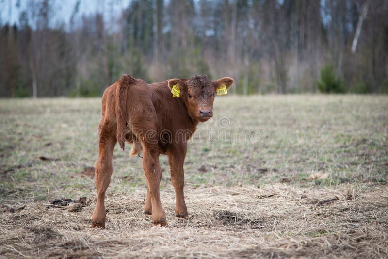 Red Angus Calf Standing on Field. Stock Image - Image of farmer ...