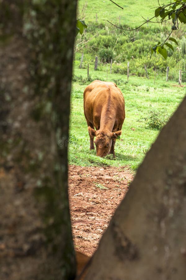 Red angus stock image. Image of close, highlander, graze - 105137013