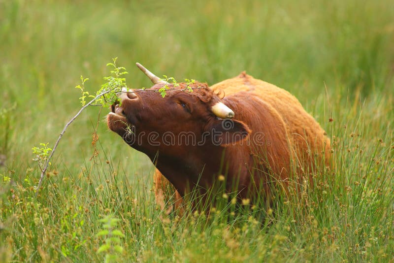 Red Angus cattle stock image. Image of livestock, grass - 187167163