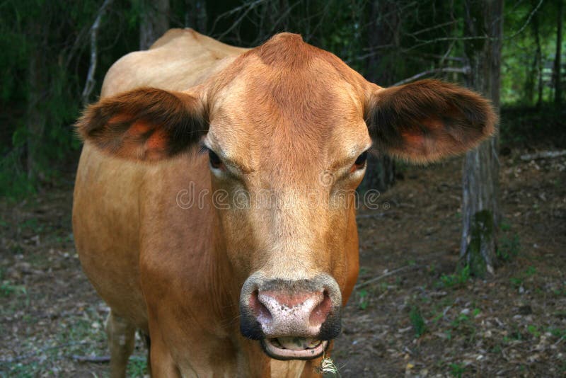 Red Angus Cow stock image. Image of chew, chewing, field - 2840067
