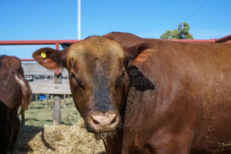684 Red Angus Cow Head Stock Photos - Free & Royalty-Free Stock Photos ...