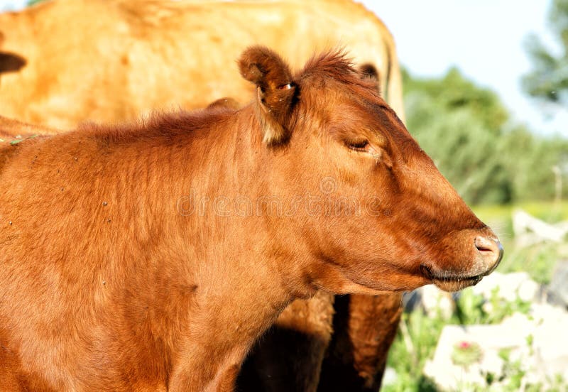 Red Angus Cows in a Pasture. Stock Photo - Image of herd, domesticated ...