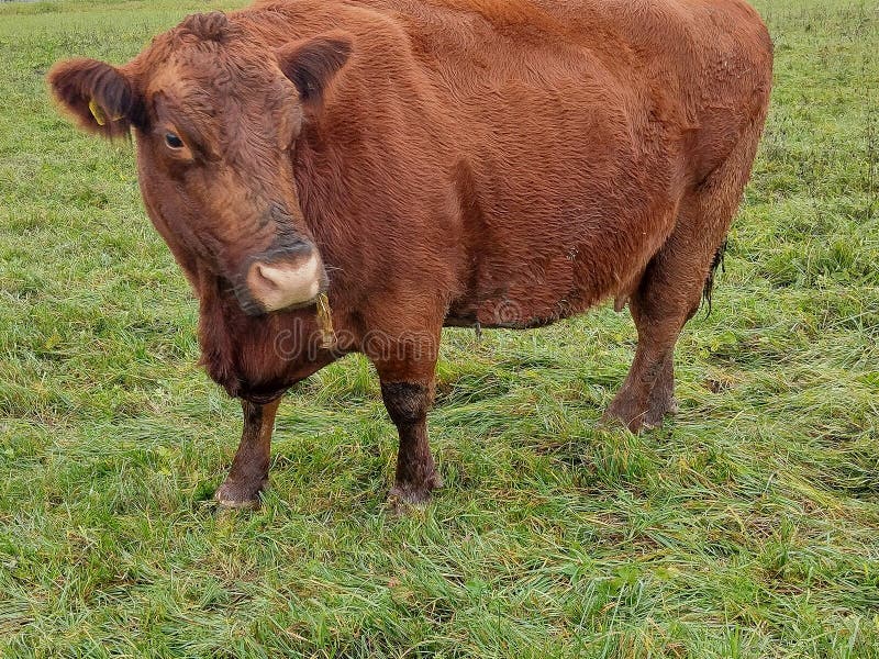 Red angus cow on pasture stock image. Image of grass - 261911345