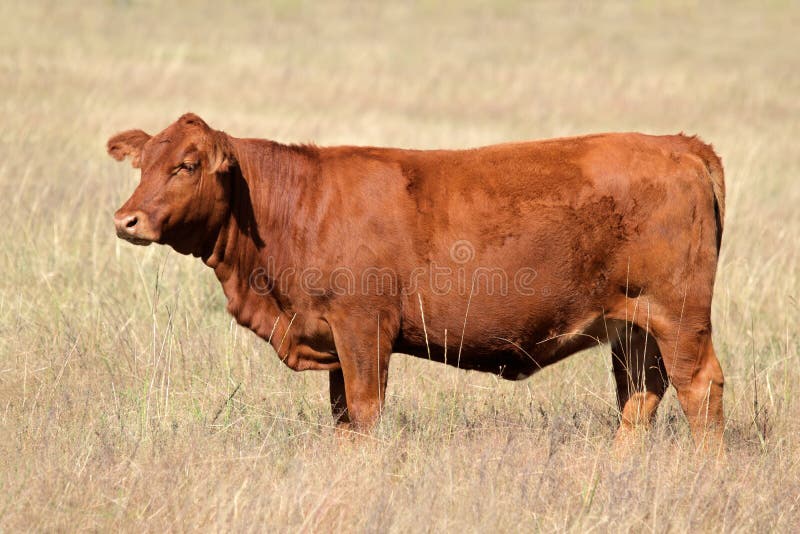 Red angus cow stock image. Image of grassland, livestock - 41168425