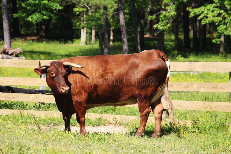 Red angus cow stock photo. Image of animal, ranch, mammal - 56060188