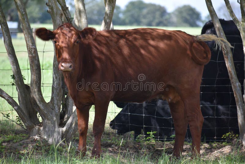 Red Angus Cow Portrait stock image. Image of fresh, herd - 128189993
