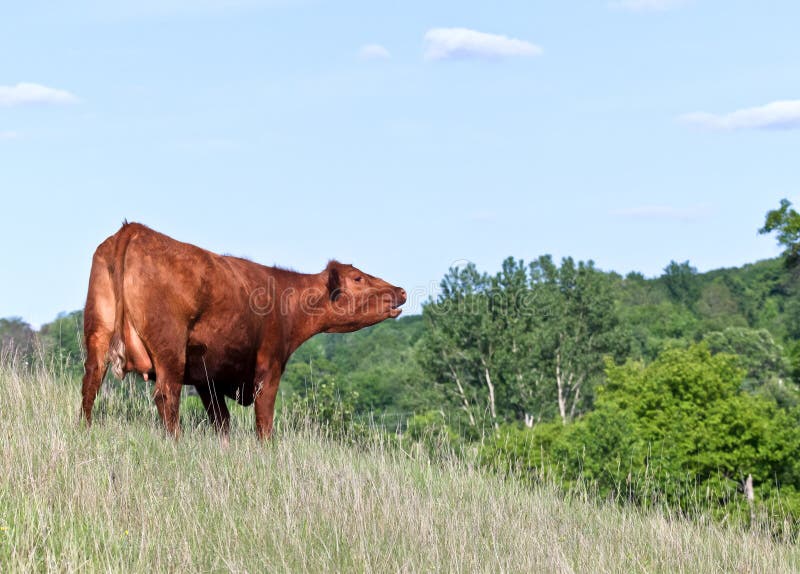 Red Angus stock image. Image of agricultural, shoulders - 35329411