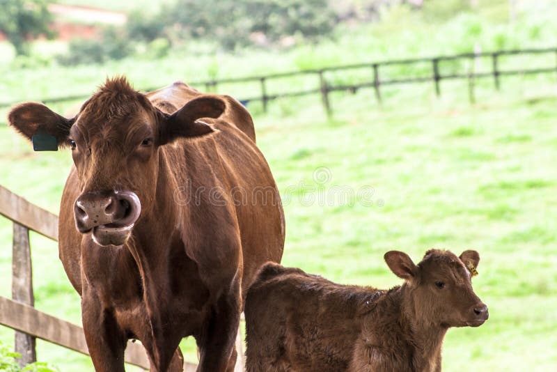 Red angus stock image. Image of brazil, food, bull, mammal - 105137225