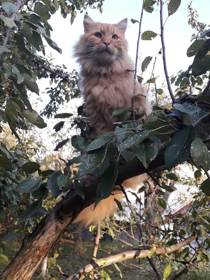 Red Animal on the Hunt (red Fluffy Cat on the Tree) Stock Photo - Image ...