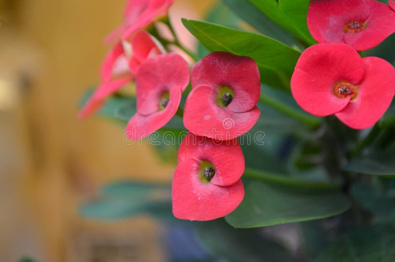 Red Anise Flower Wallpaper Pictures. Stock Image - Image of anise ...
