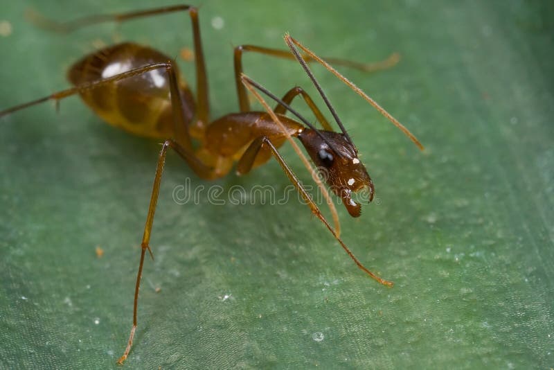A red ant stock photo. Image of green, wild, nature, park - 10449836