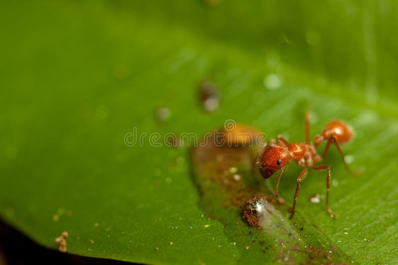 Red insects on Cotton Boll stock photo. Image of cotton - 1768766