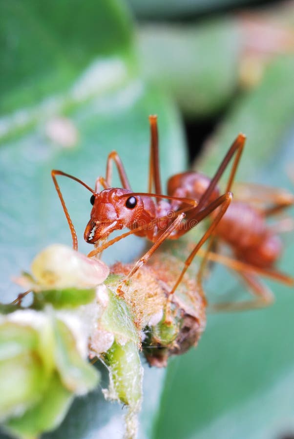 Red Ant stock image. Image of biology, labor, ants, antenna - 13587239