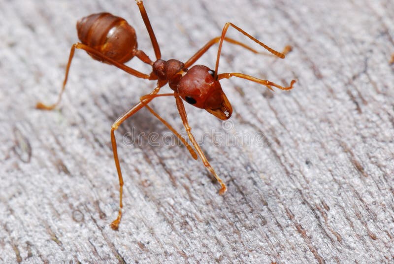 Red Ant stock image. Image of isolated, colony, communicate - 15438711