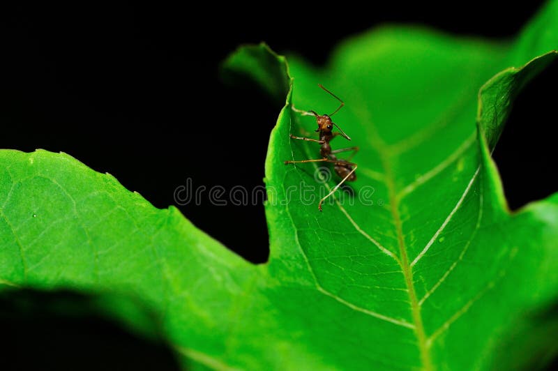 Red ant stock photo. Image of nature, park, outdoor, tiny - 17486294