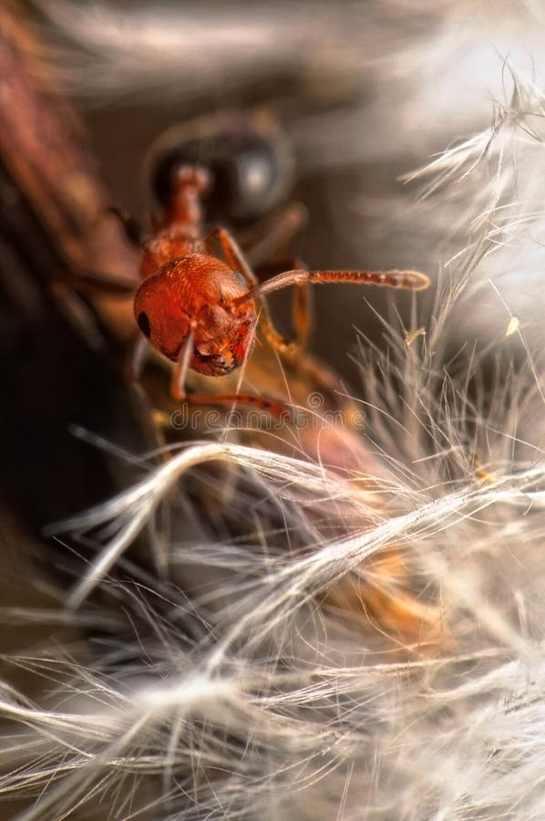 Red Ant stock photo. Image of invertebrate, feather, nature - 21436528